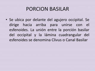 Hueso occipital | PPTX