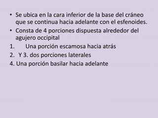 Hueso occipital | PPTX