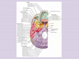 Hueso occipital | PPTX