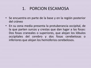 Hueso occipital | PPTX