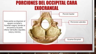 Hueso occipital | PPTX