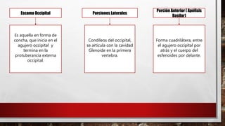 Hueso occipital | PPTX