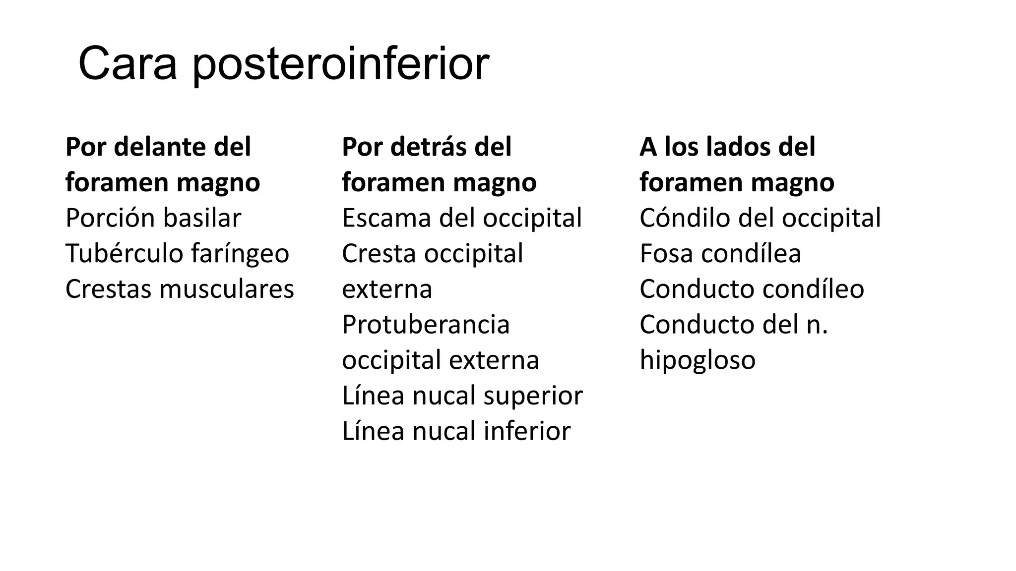 Hueso occipital | PDF