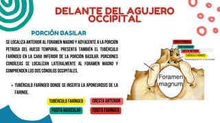 HUESO OCCIPITAL Anatomía humana (odontología) | PDF