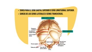 HUESO OCCIPITAL ANATOMÍA HUAMANA, odontología | PPT