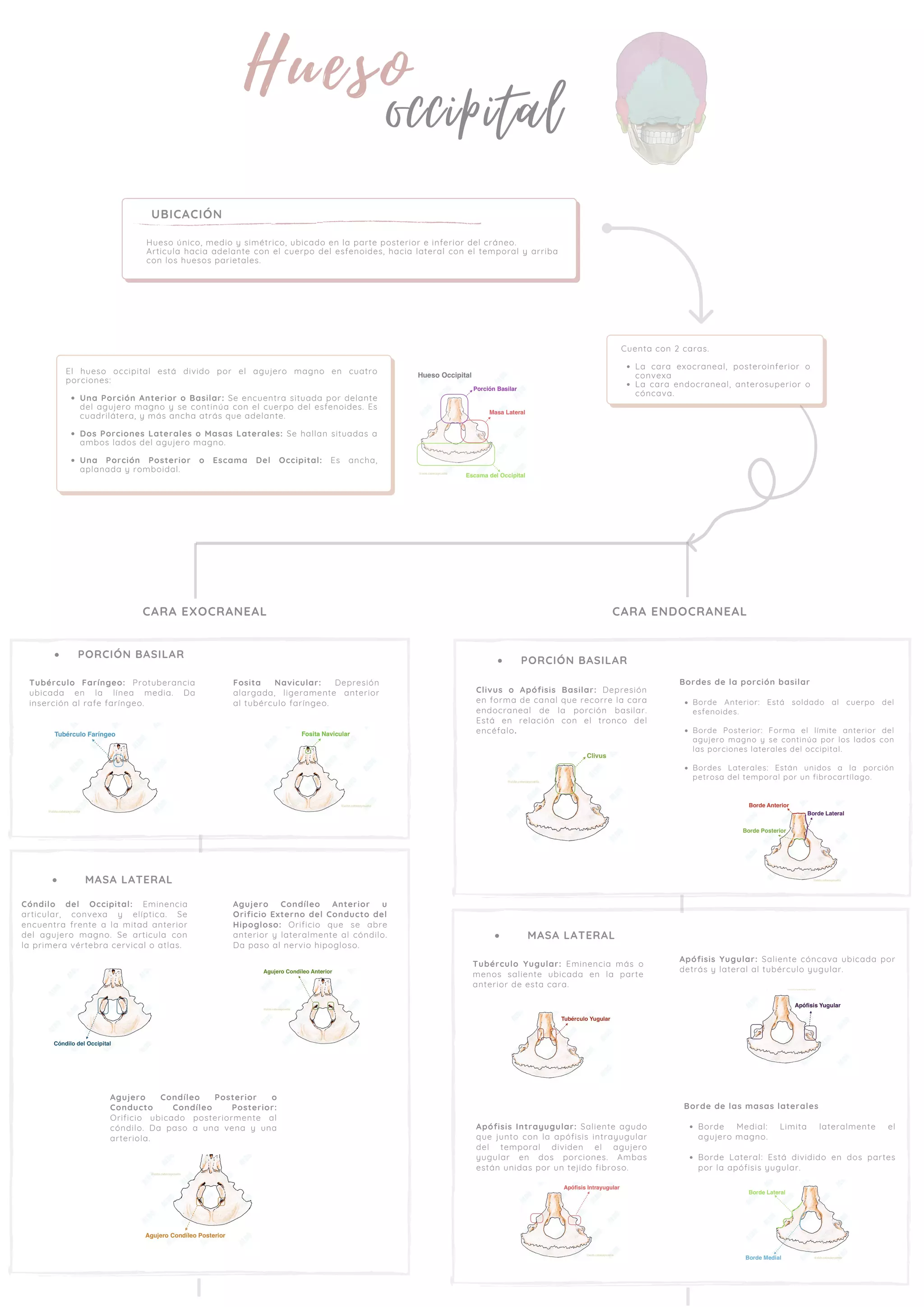 Hueso occipital anatomia | PDF