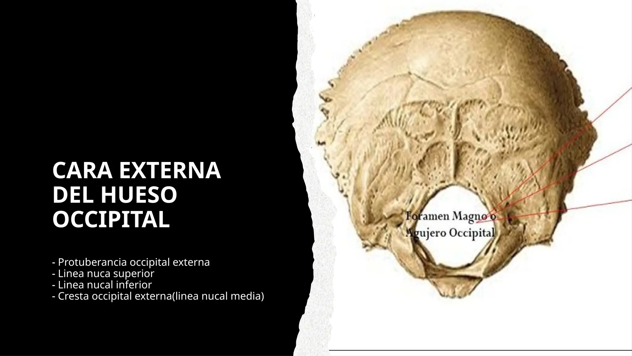 HUESO OCCIPITAL ANATOMIA. partes y puntos especificos principalespptx ...
