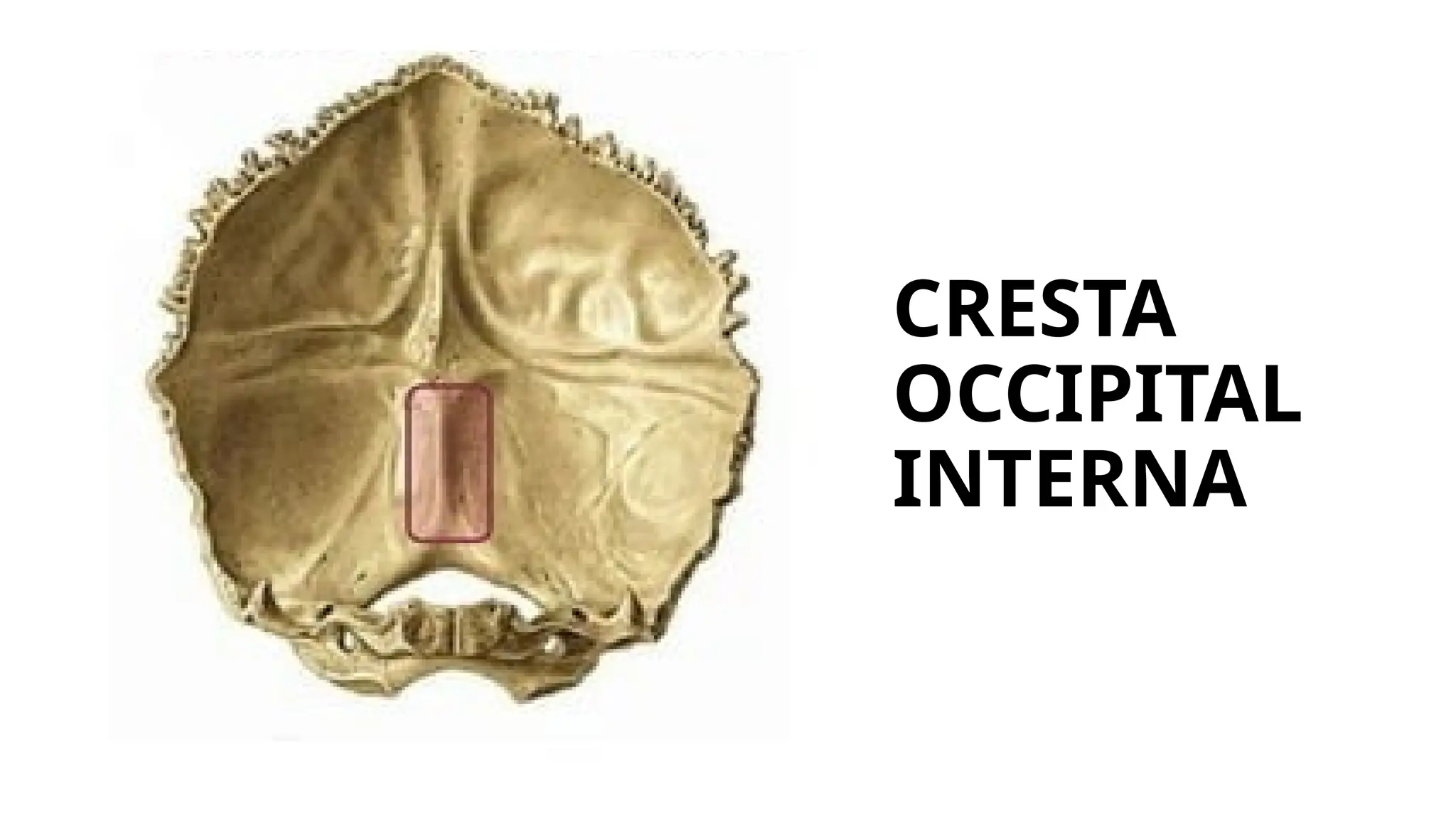 HUESO OCCIPITAL ANATOMIA. partes y puntos especificos principalespptx ...