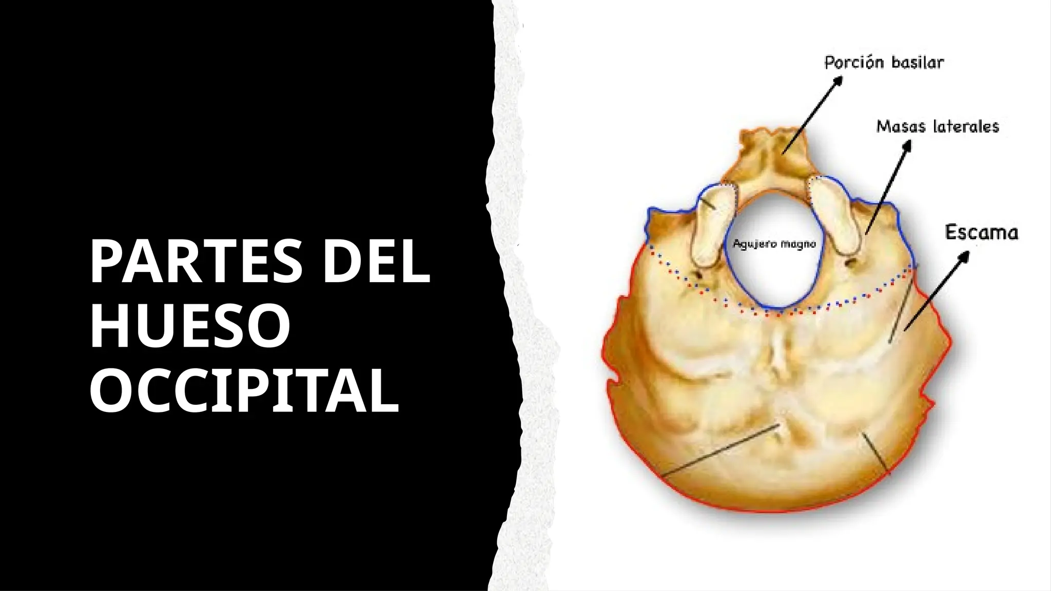 Anatomía Del Hueso Occipital Hueso Occipital ANATOMIA Bisleyn A