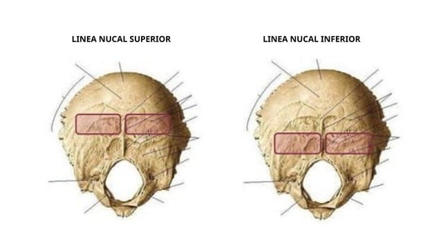 HUESO OCCIPITAL ANATOMIA. partes y puntos especificos principalespptx ...