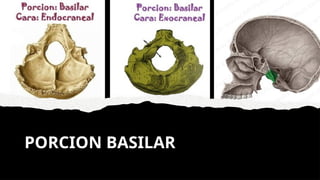 HUESO OCCIPITAL ANATOMIA. partes y puntos especificos principalespptx ...