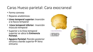 descripcion hueso occiptal y parietal en anoatomia | PPTX