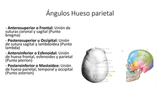 descripcion hueso occiptal y parietal en anoatomia | PPTX