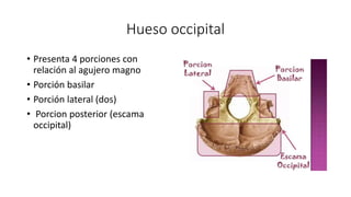descripcion hueso occiptal y parietal en anoatomia | PPTX