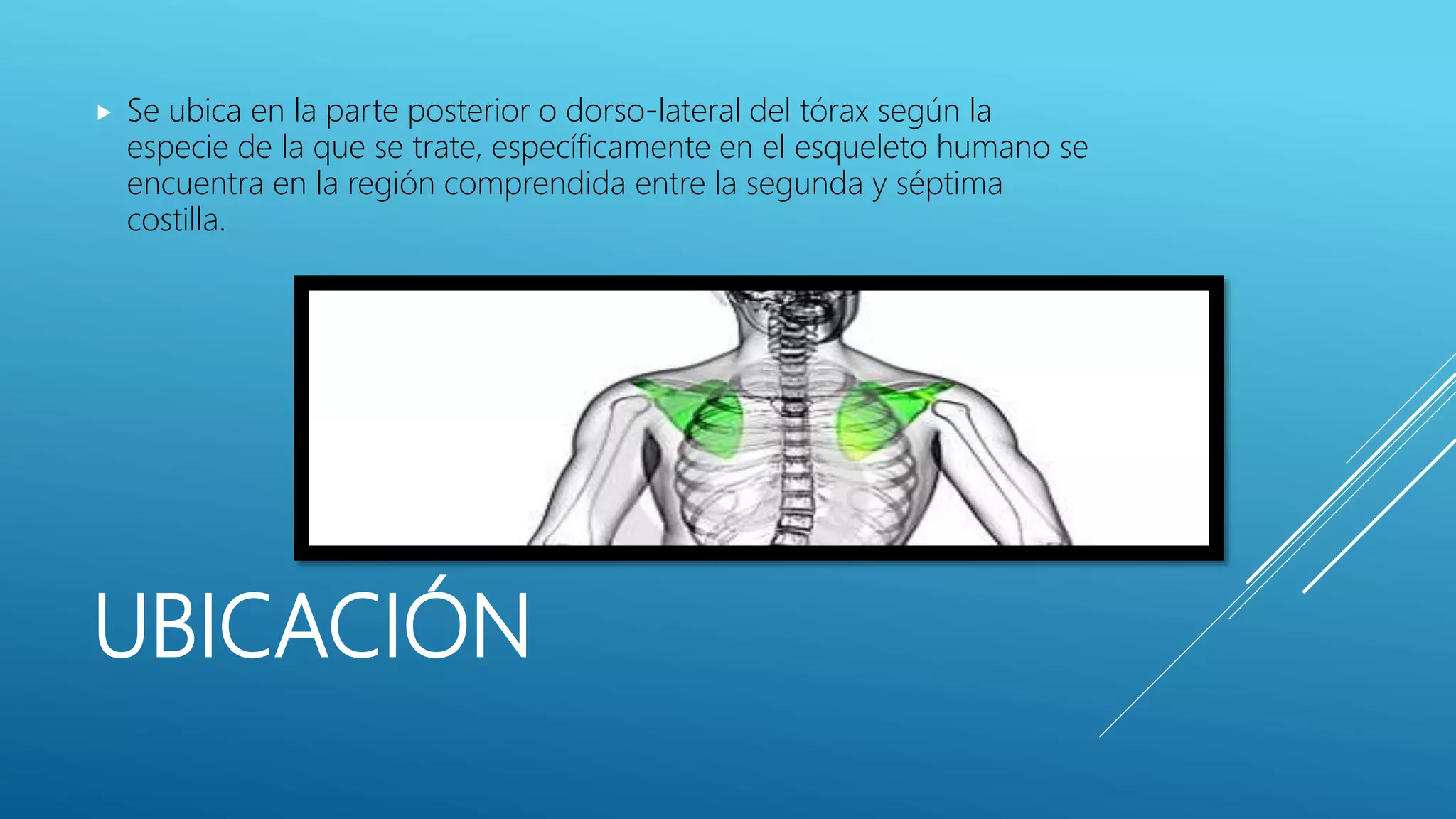Hueso omoplato | PPTX