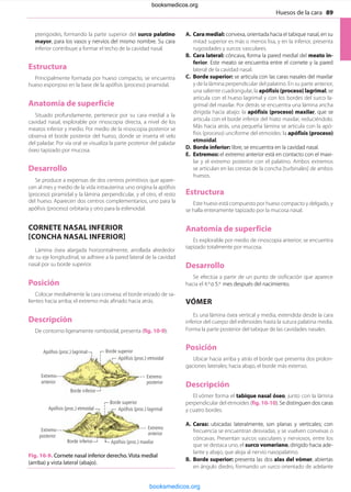 Hueso palatino cabeza y cuello para estudiar | PDF