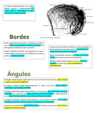 hueso parietal del esqueleto humano parte del craneo | DOCX