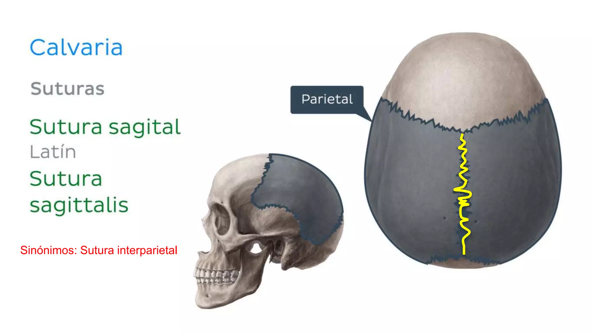 HUESO PARIETAL.pptx