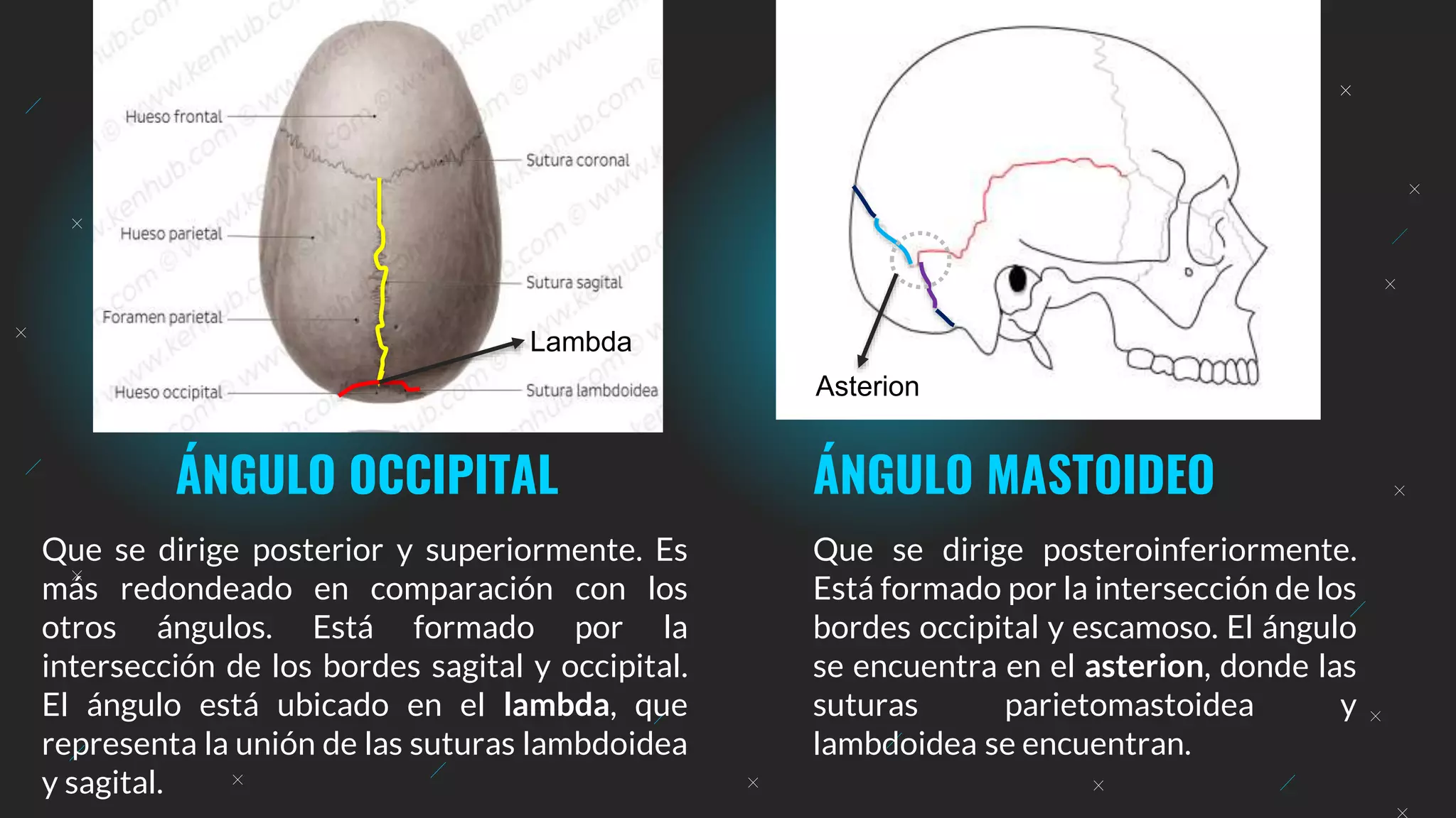 HUESO PARIETAL.pptx