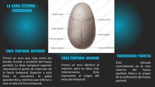 HUESO PARIETAL.pptx