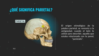 HUESO PARIETAL.pptx