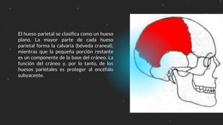 HUESO PARIETAL.pptx