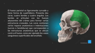 HUESO PARIETAL.pptx