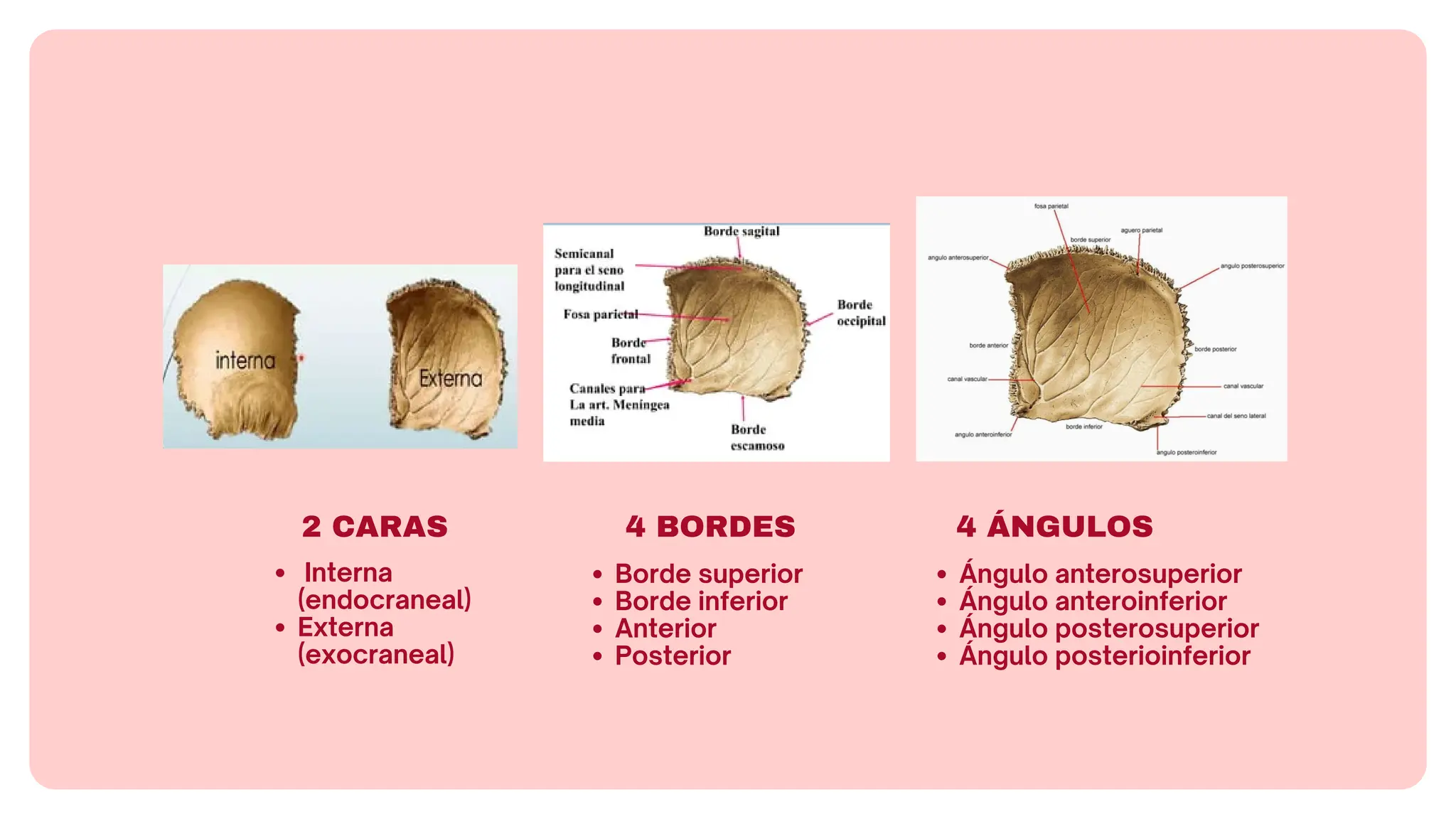 HUESO PARIETAL, CARACTERÍSTOCAS ANATÓMICAS | PDF
