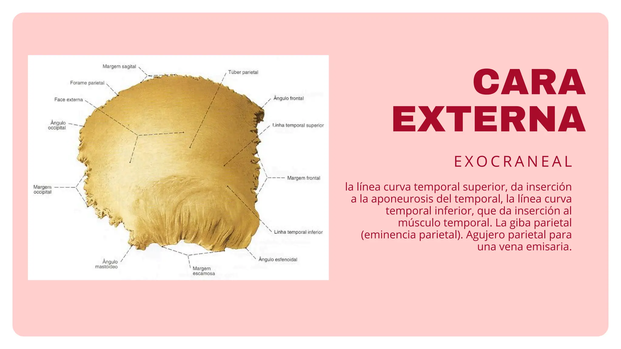 HUESO PARIETAL, CARACTERÍSTOCAS ANATÓMICAS | PDF