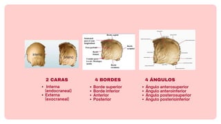 HUESO PARIETAL, CARACTERÍSTOCAS ANATÓMICAS | PDF
