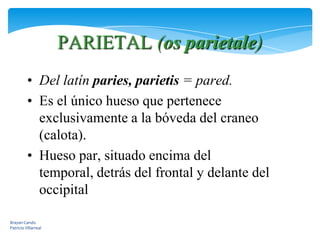 Hueso parieta y frontal | PPTX