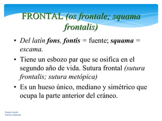 Hueso parieta y frontal | PPTX