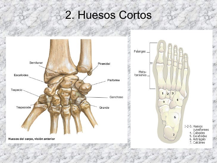 Nombre De Los Huesos De Tarso