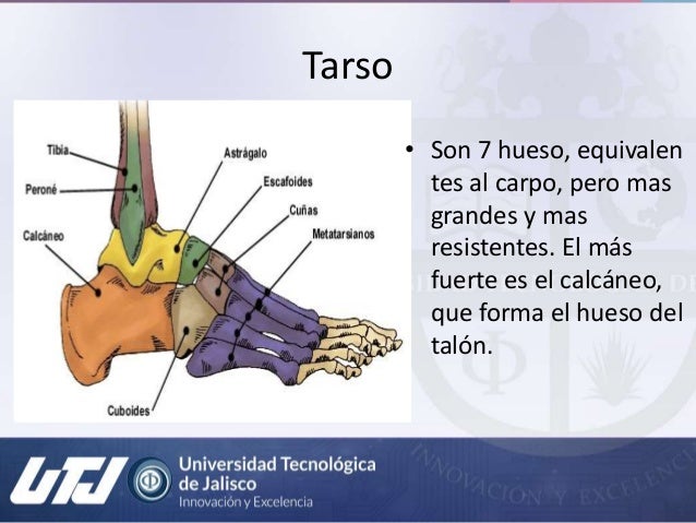 Nombre De Los Huesos De Tarso