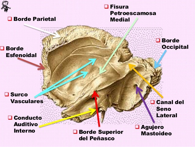 El esqueleto humano