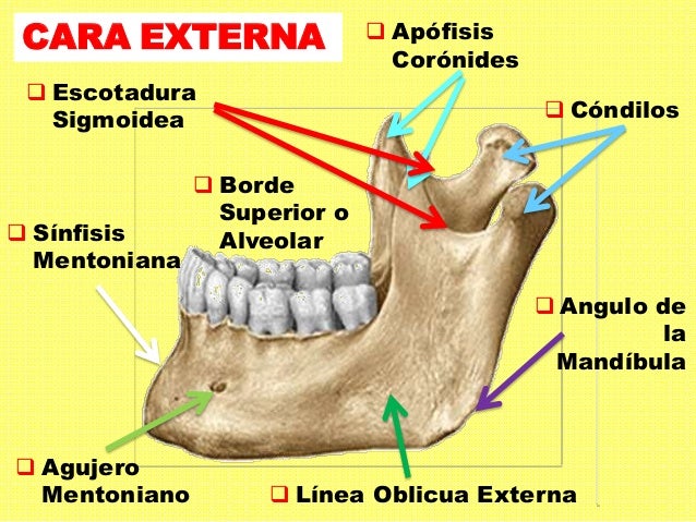 El esqueleto humano