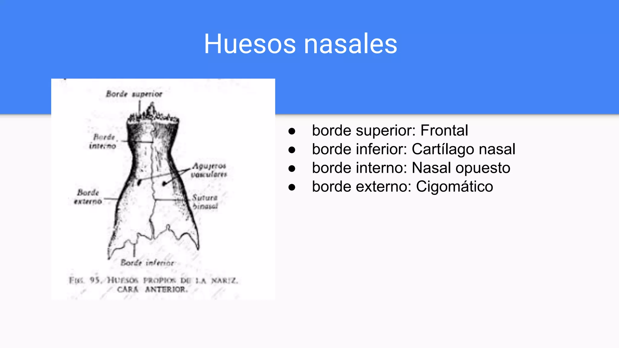 Huesos de la cara | PDF