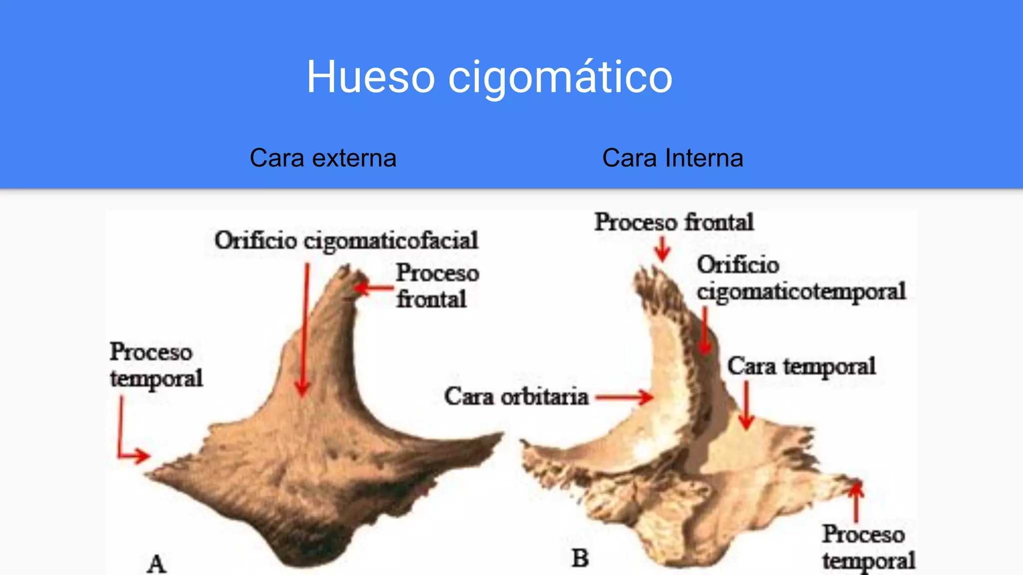 Huesos de la cara | PDF