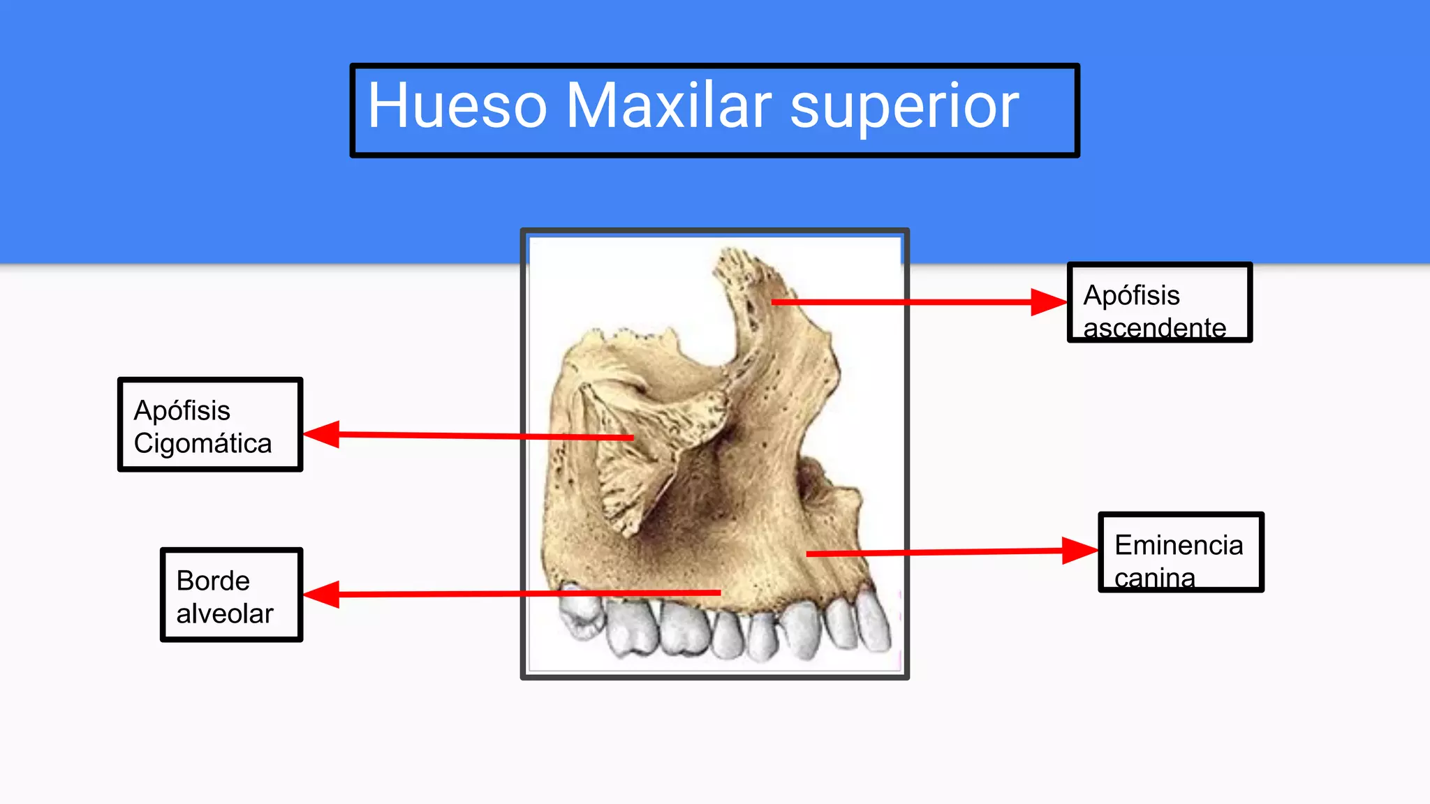 Huesos de la cara | PDF