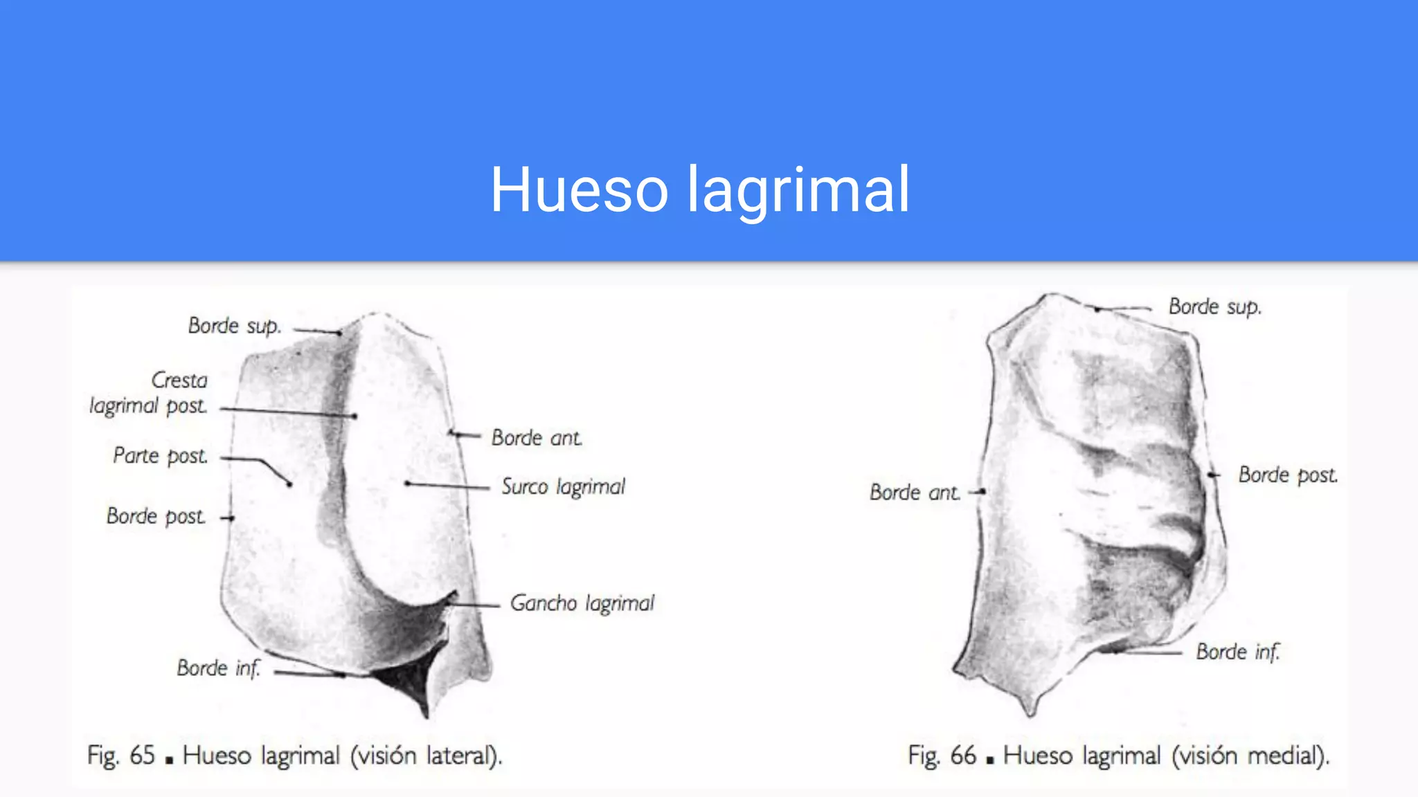 Huesos de la cara | PDF