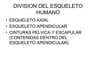 Huesos 2 | PPT