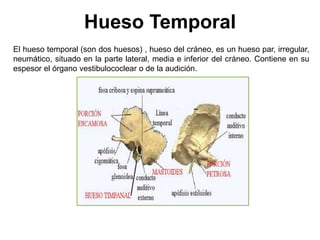 huesos.pptx