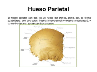 huesos.pptx