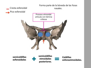 Huesos del cráneo | PPTX