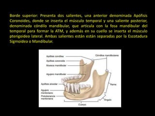 Huesos de la cara/ Huesos de la cara/ppt | PPTX
