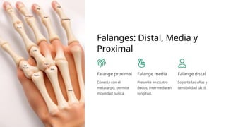 Huesos-de-la-Mano-Anatomia-y-Funcion.pptx