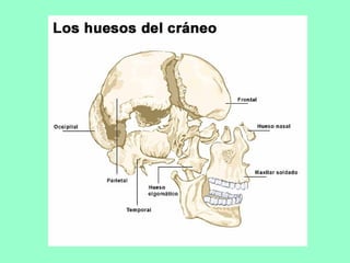 Craneo Humano Y Sus Partes