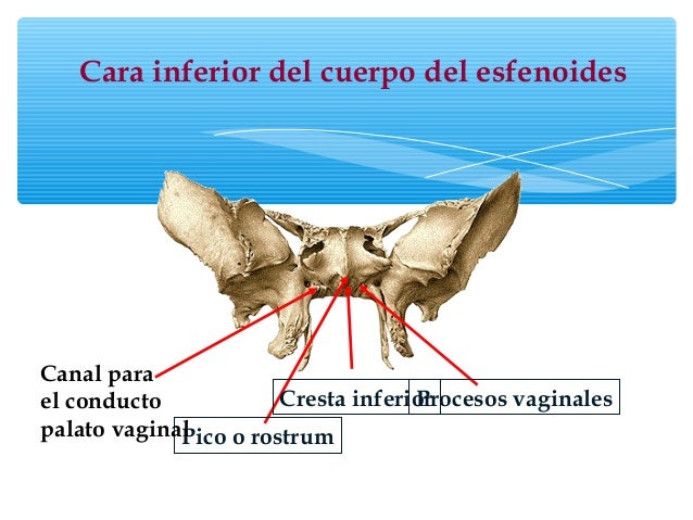 Huesos del craneo