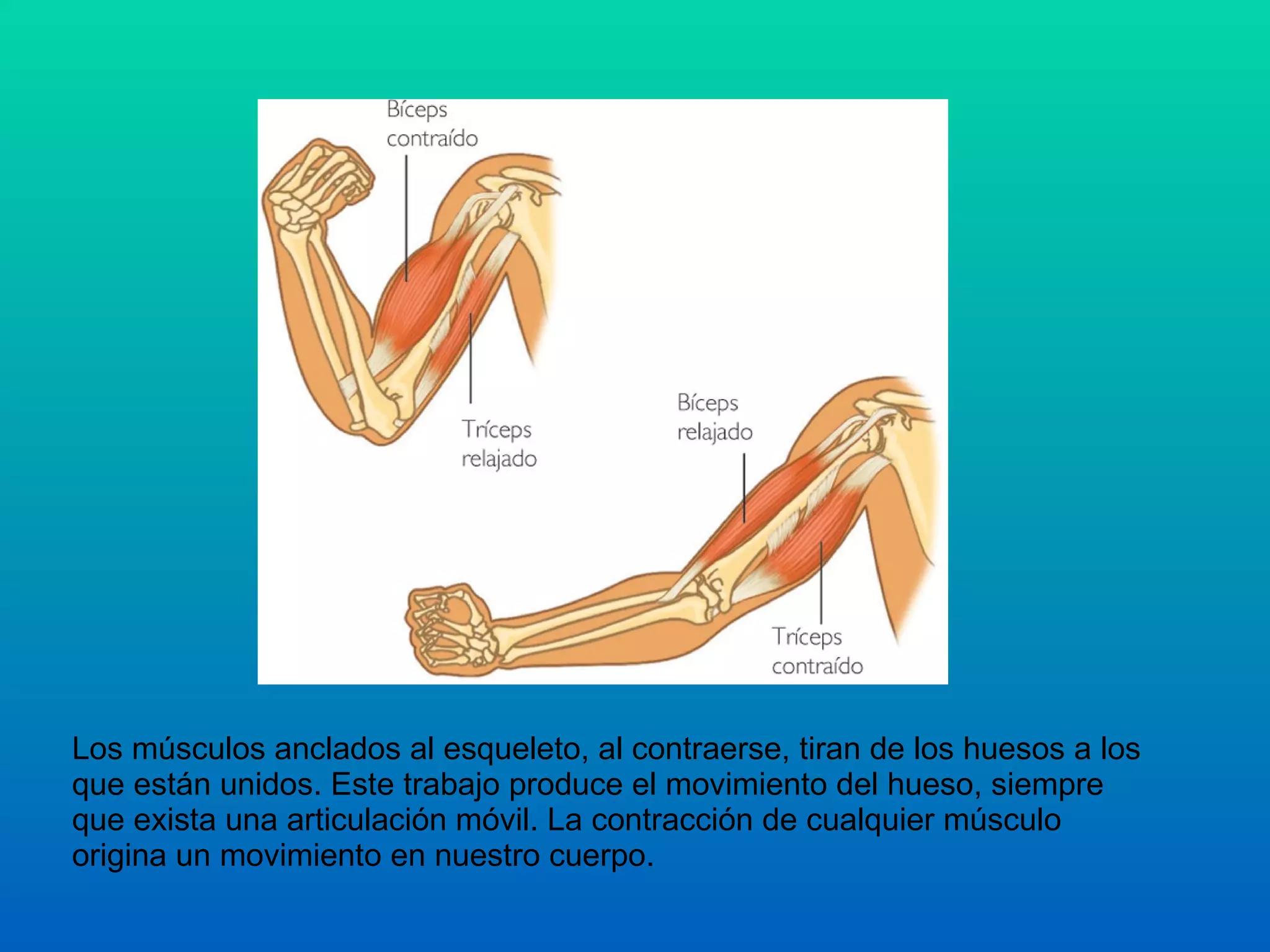 Huesos Y Músculos | PPT
