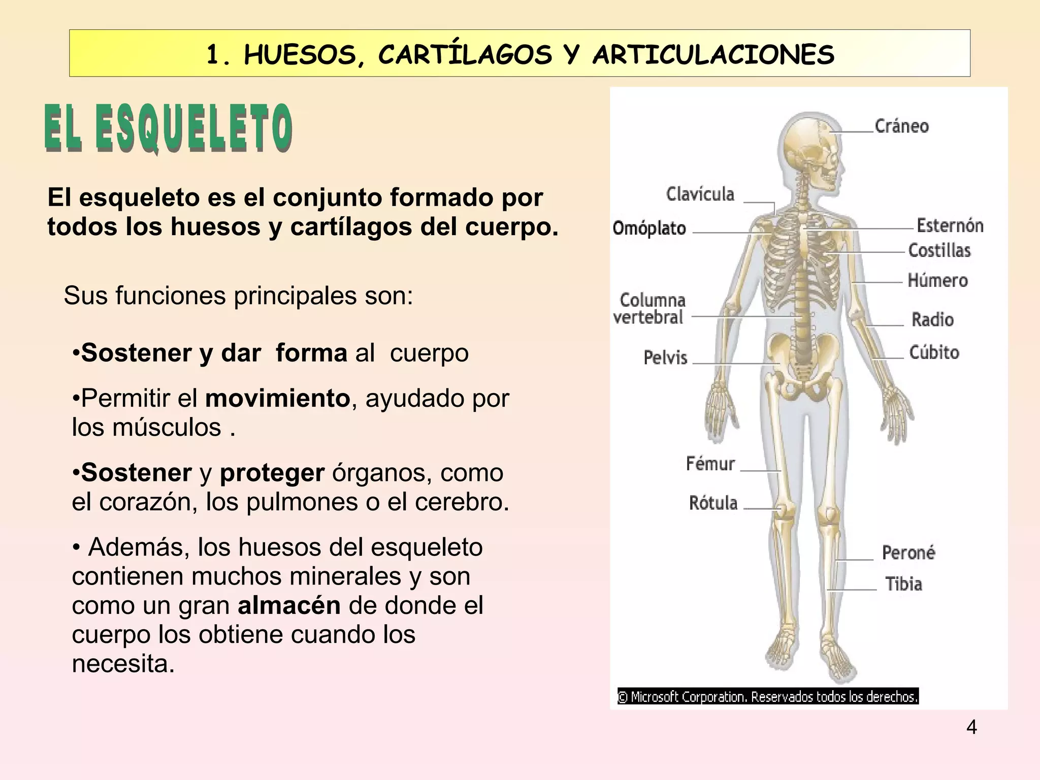 Huesos Y Músculos | PPT